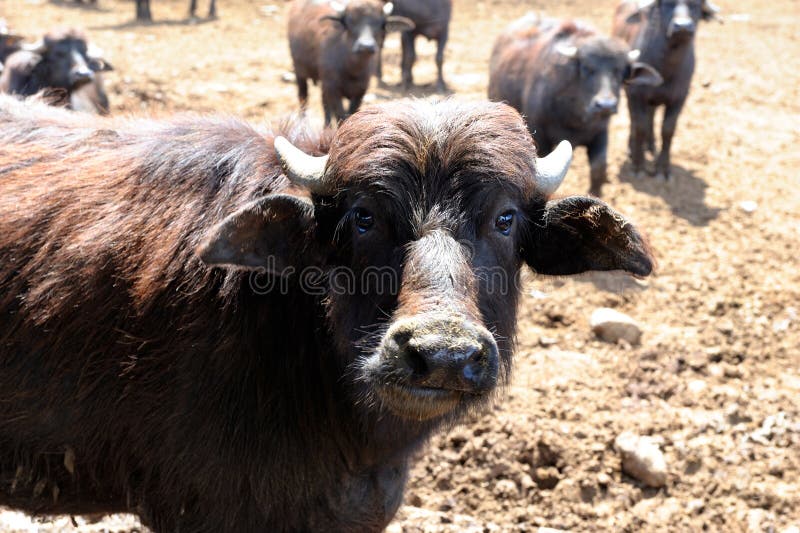 The buffalo farm, Italy. stock photo. Image of beautiful - 113595884