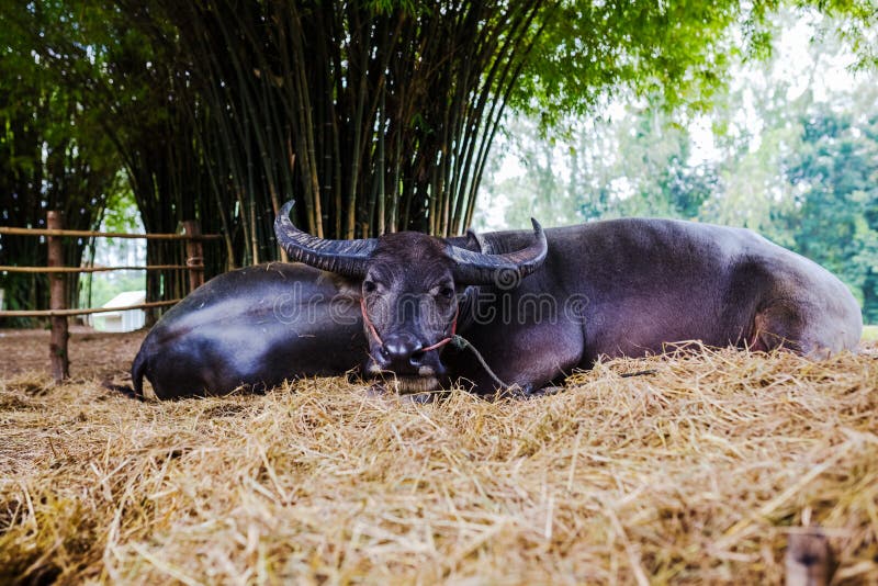 Buffalo in farm stock image. Image of black, murrah - 129648067