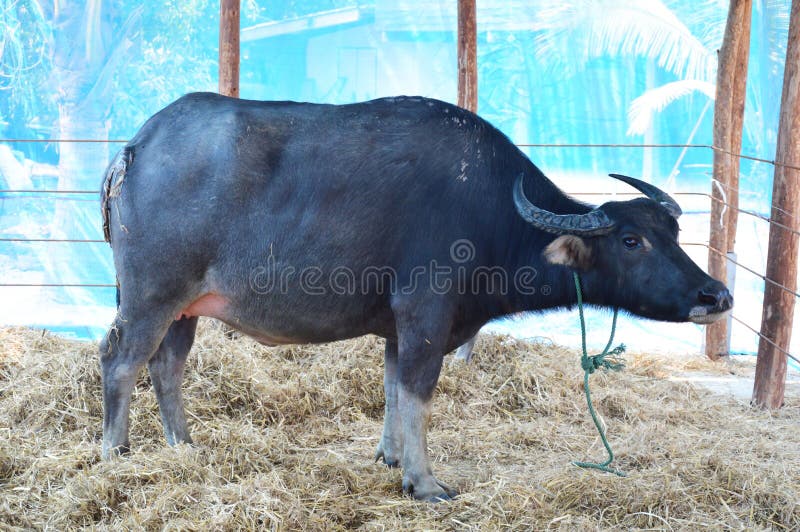 219 Buffalo Shed Stock Photos - Free & Royalty-Free Stock Photos from ...