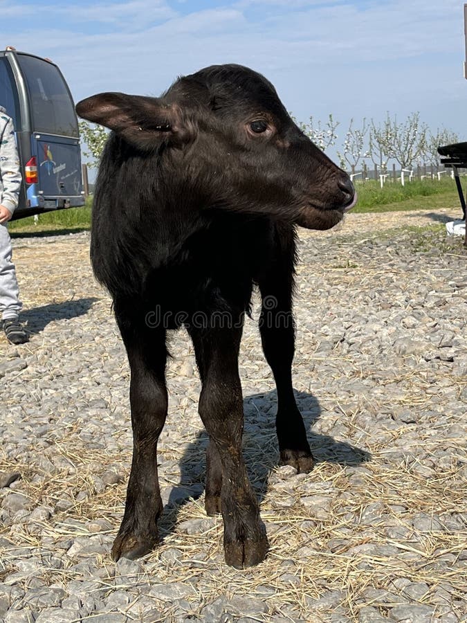 Buffalo Farm. a Small Buffalo Runs Stock Image - Image of grazing, farm ...