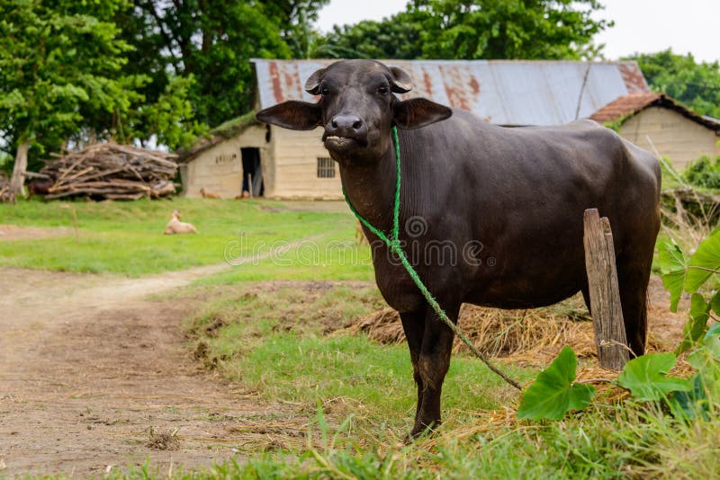Buffalo in a farm stock image. Image of grass, single - 62933557