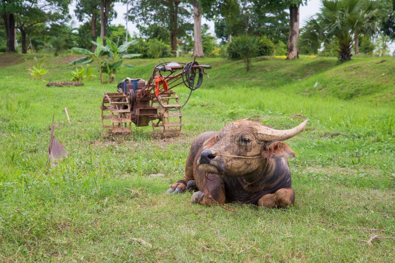 Buffalo farm tractor stock photo. Image of nature, field - 39090466