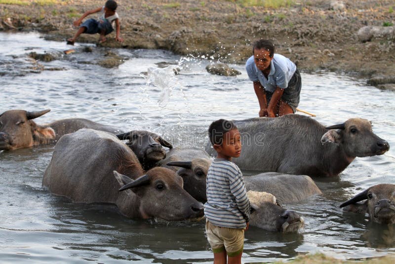 Bathing buffalo editorial photography. Image of water - 41044917