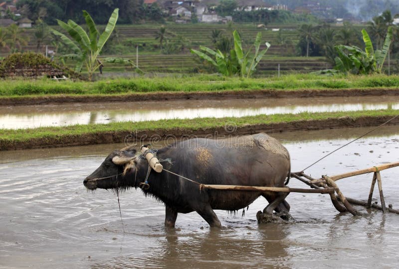 Buffalo in the field stock photo. Image of female, herd - 26194706