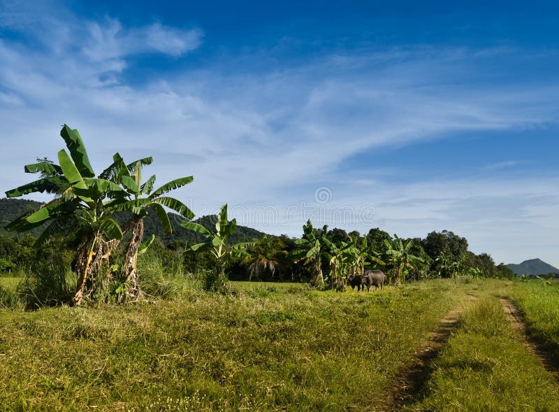 Buffalo at Field with Blue Sky Stock Image - Image of environment, horn ...