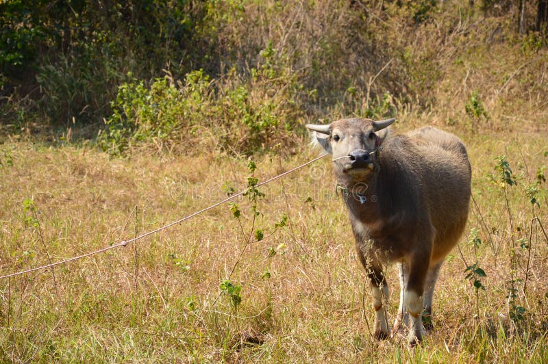 Buffalo in the field stock photo. Image of black, sunshine - 66442414