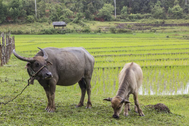 Buffalo in field stock photo. Image of outdoor, cornfield - 43229092