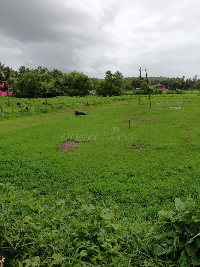 Buffalo field nature Goa stock photo. Image of field - 123564666