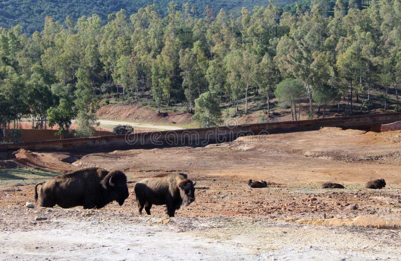 Buffalo in field stock photo. Image of nature, buffalo - 70587088
