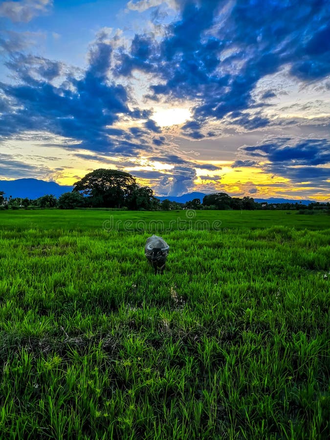 Buffalo in the field stock image. Image of mammal, farm - 159254485