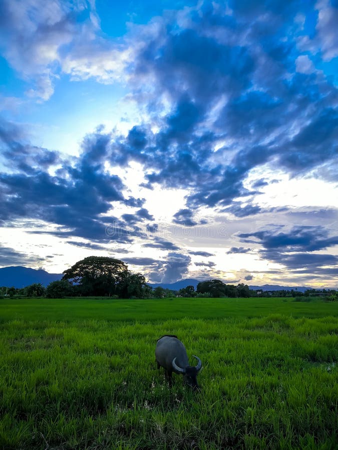 Buffalo in the field stock image. Image of sunset, nature - 159254491