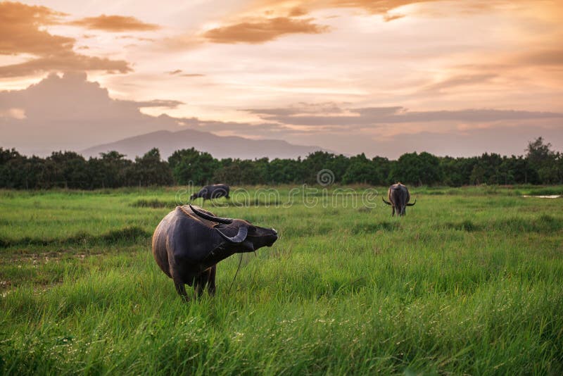 Buffalo in a Field and Sunset Stock Photo - Image of safari, mountain ...