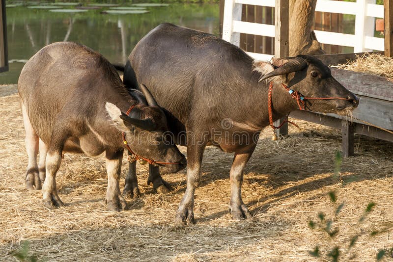 Buffalo in the fields stock photo. Image of agriculture - 138872384