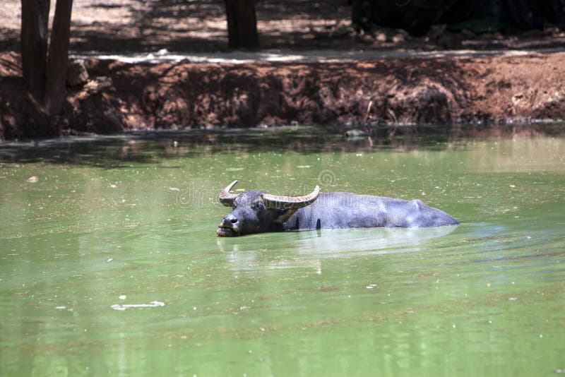 Buffalo floating in water stock image. Image of wastewater - 64255183