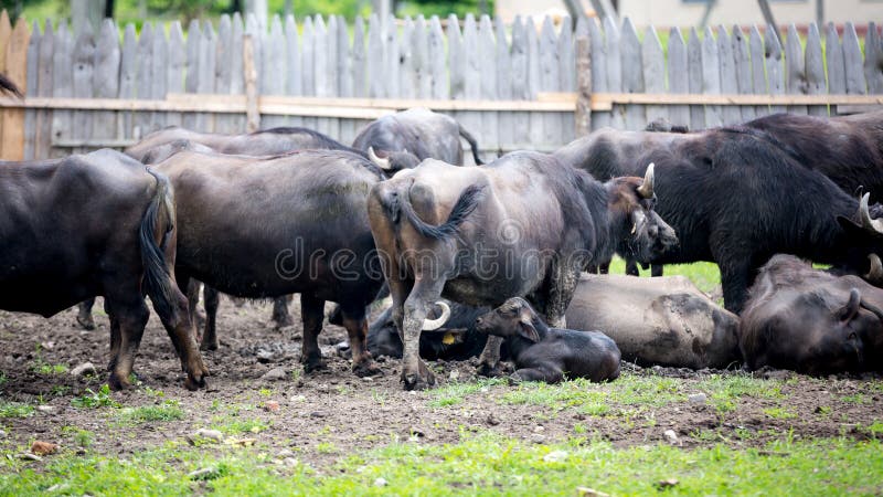 Buffalo flock on farm stock photo. Image of herd, green - 95082272