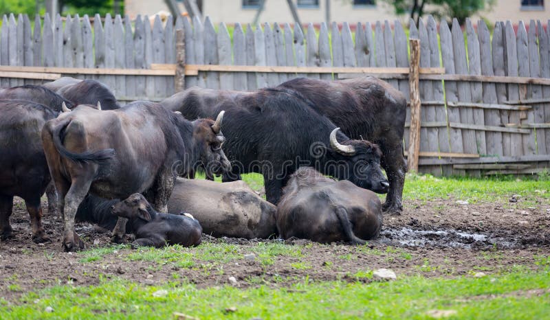 Buffalo flock on farm stock image. Image of herd, field - 96289375