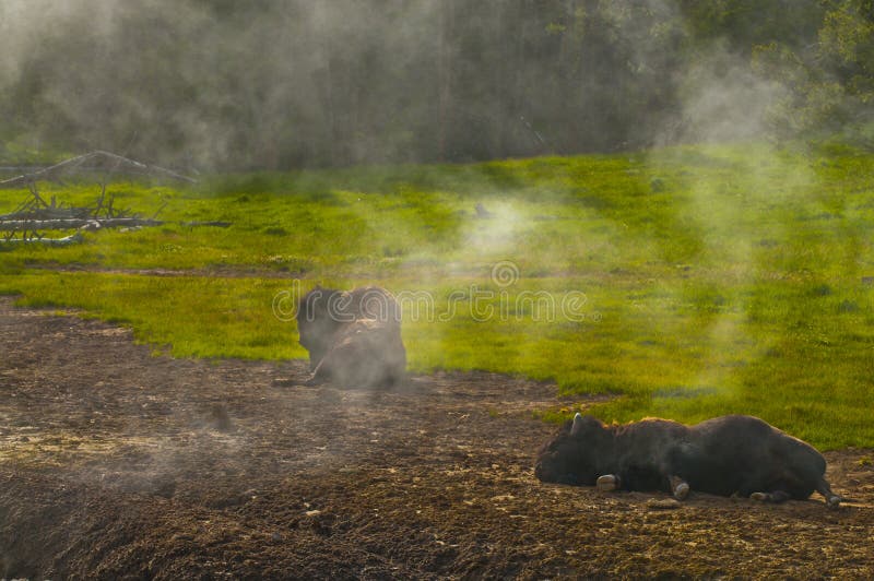 Buffalo by the Geyser stock image. Image of large, mammal - 23407589