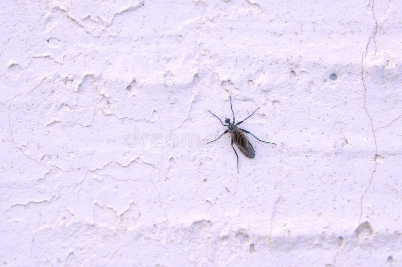 Buffalo gnat stock photo. Image of simulium, gnat, animal - 280546444