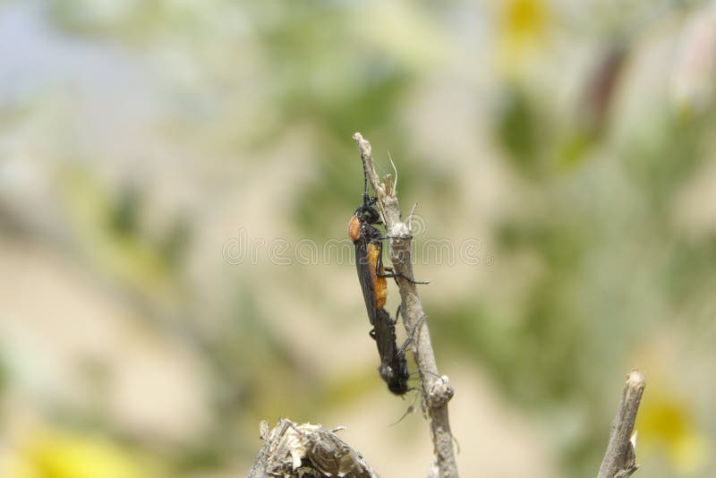 Buffalo gnat stock photo. Image of insects, nature, diptera - 242658596