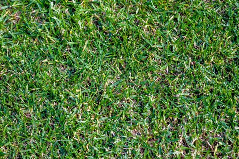 Buffalo Grass stock photo. Image of nature, field, meadow - 35070426