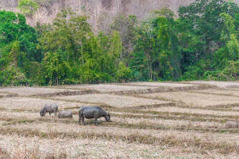 Buffalo stock photo. Image of asiatic, animals, nature - 67847536
