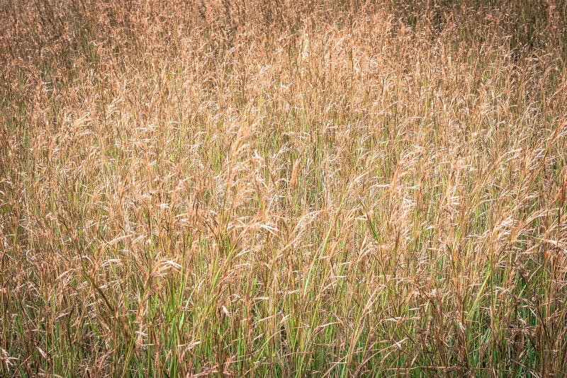 Buffalo Grass stock photo. Image of nature, field, meadow - 35070426