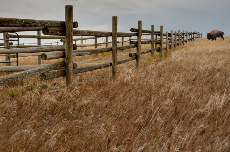 Buffalo grazes by fence stock photo. Image of fence, corral - 27227428