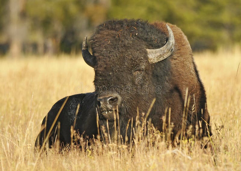 Buffalo Grazing stock photo. Image of ruminant, valley - 11673986