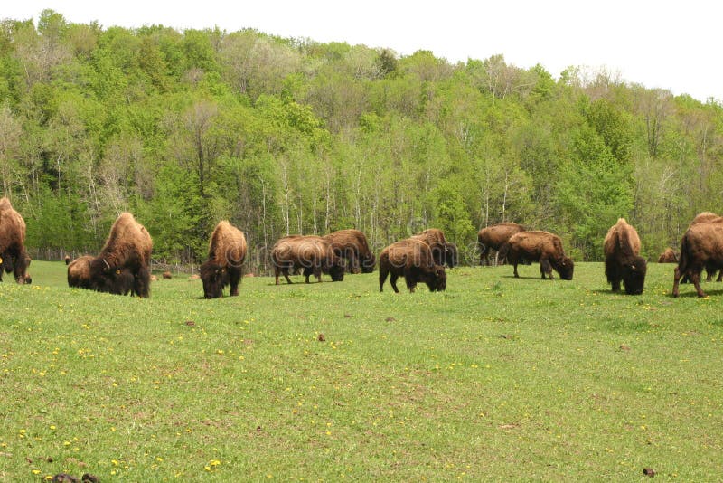 Grazing Bison stock photo. Image of bison, collection - 52395954
