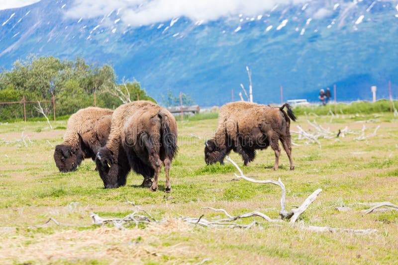 Buffalo Grazing in Alaska stock photo. Image of wild - 87869452