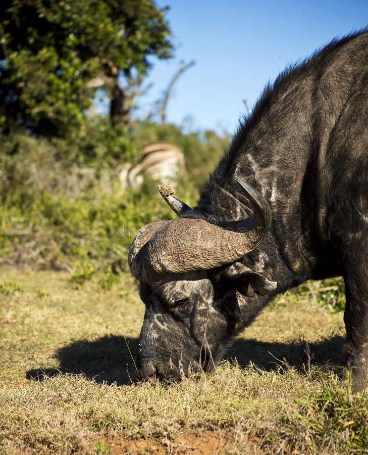 Buffalo grazing stock image. Image of aggressive, african - 32046697