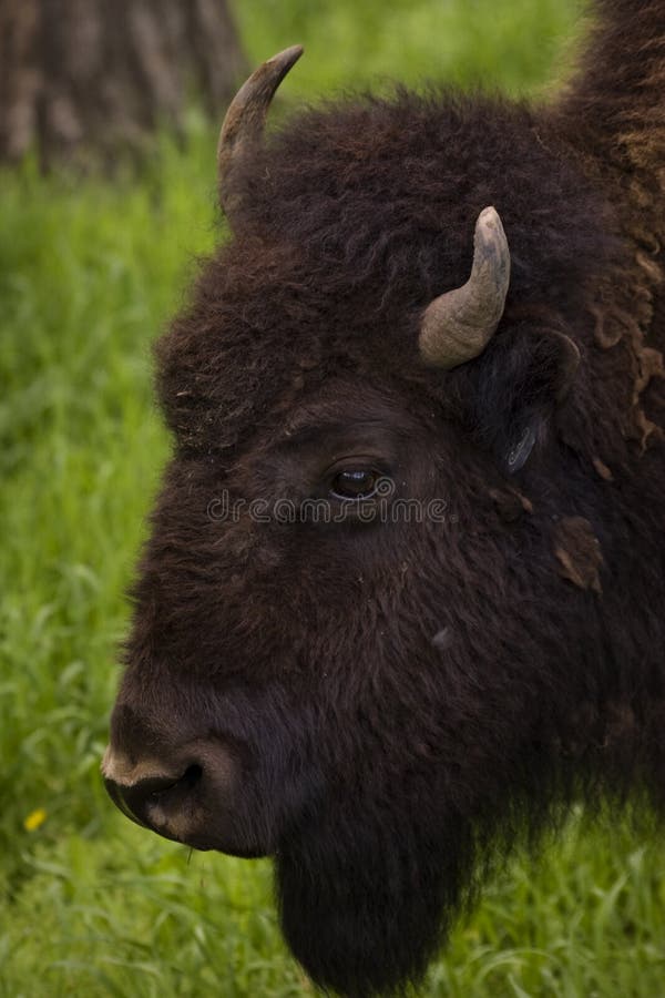 Buffalo ranch stock photo. Image of county, large, grassland - 30825558