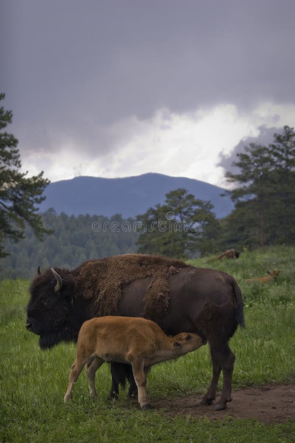 Buffalo Grazing on Ranch Spring Grass with Calf Stock Photo - Image of ...