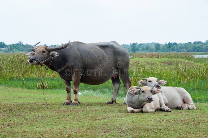 Buffalo in the Green Fields. Stock Photo - Image of landscape, culture ...