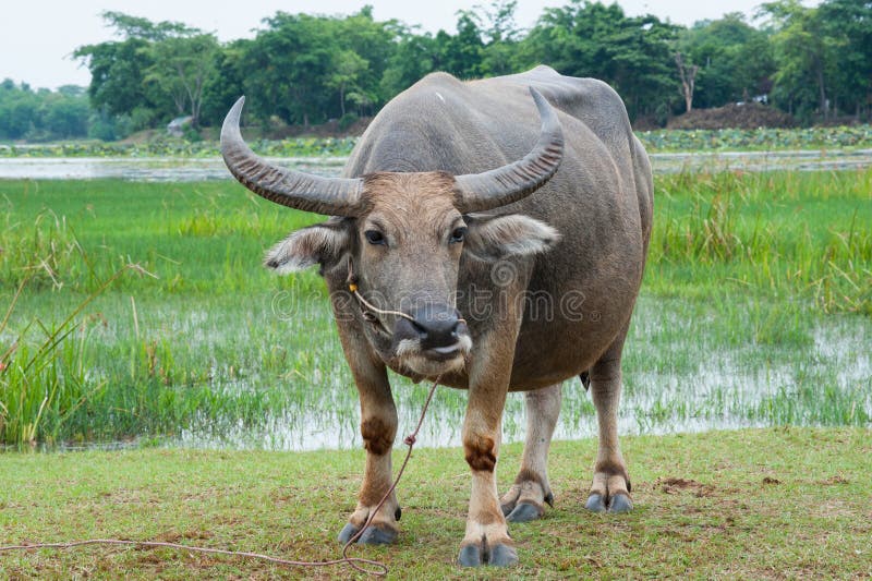 Buffalo in the Green Fields. Stock Image - Image of grassland, culture ...