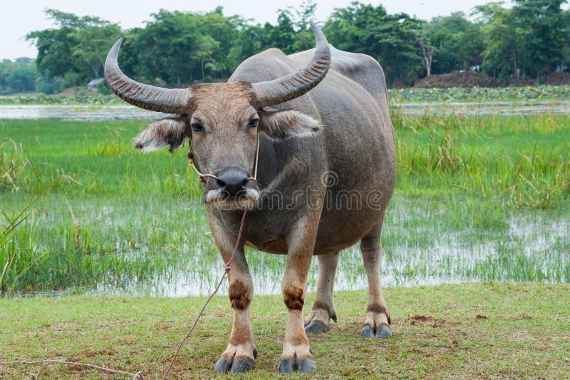 Buffalo in the Green Fields. Stock Photo - Image of black, culture ...
