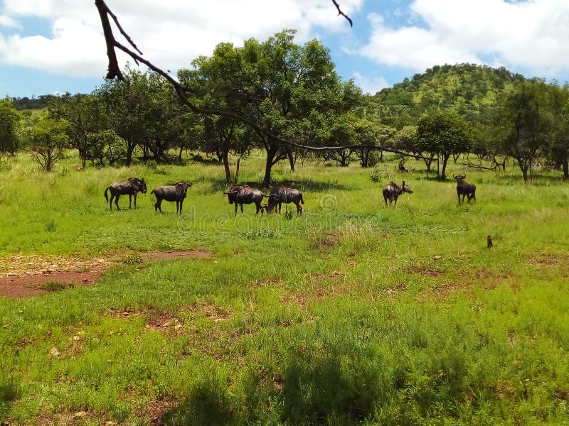 Buffalo Green Pastures and Summer Stock Image - Image of wildlife ...
