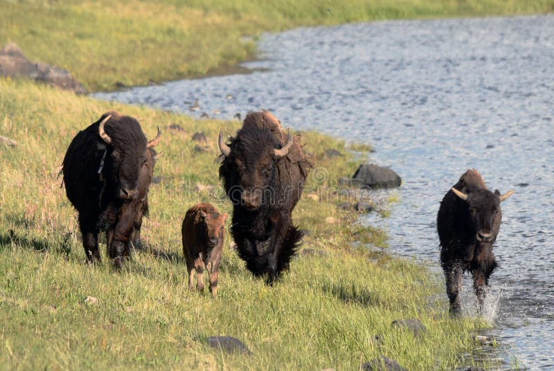 Buffalo charge stock image. Image of bison, running, herd - 73615679