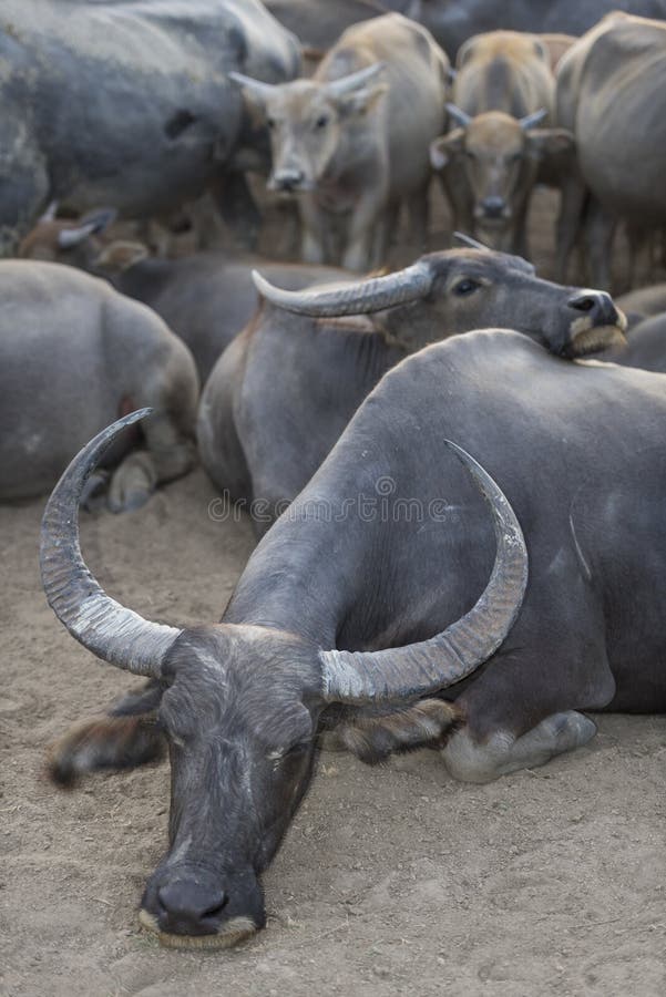 Buffalo stock photo. Image of buffalo, mammal, nature - 73501094