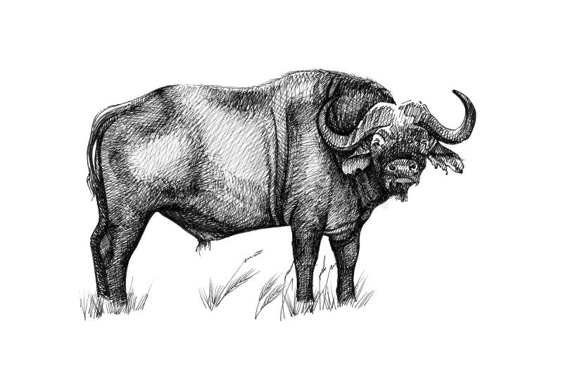 Buffalo. Sketch with Pencil Stock Illustration - Illustration of ...