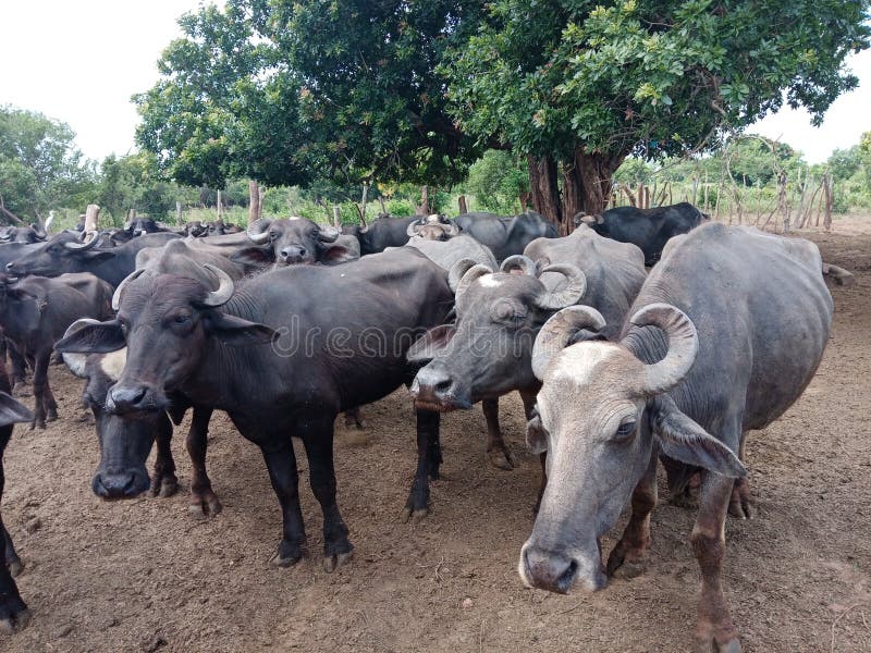 Buffalo hard in srilanka stock photo. Image of srilanka - 206440872