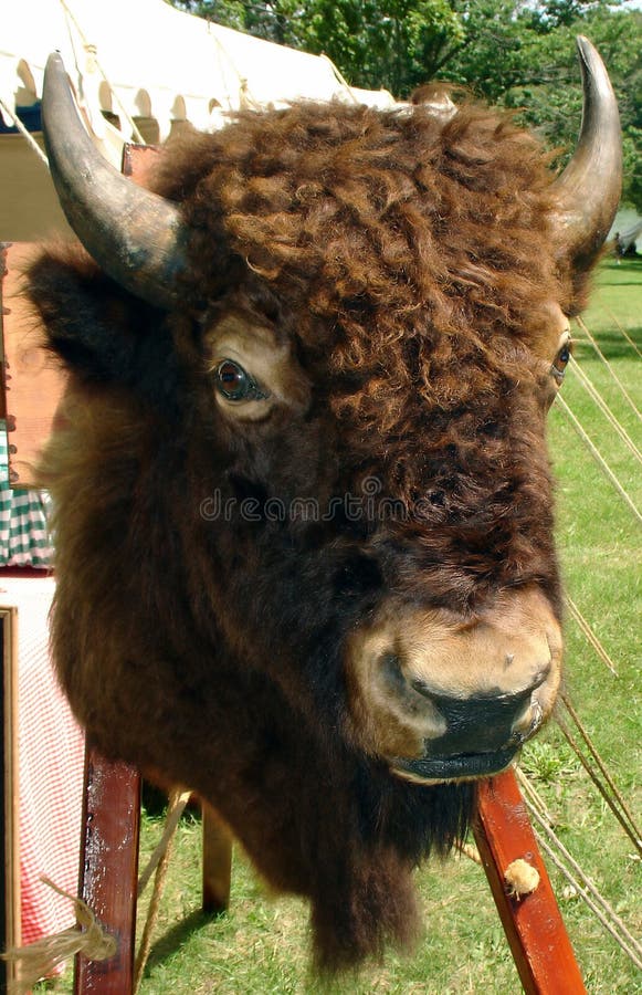 Buffalo head stock photo. Image of native, buffalo, heritage - 1120736