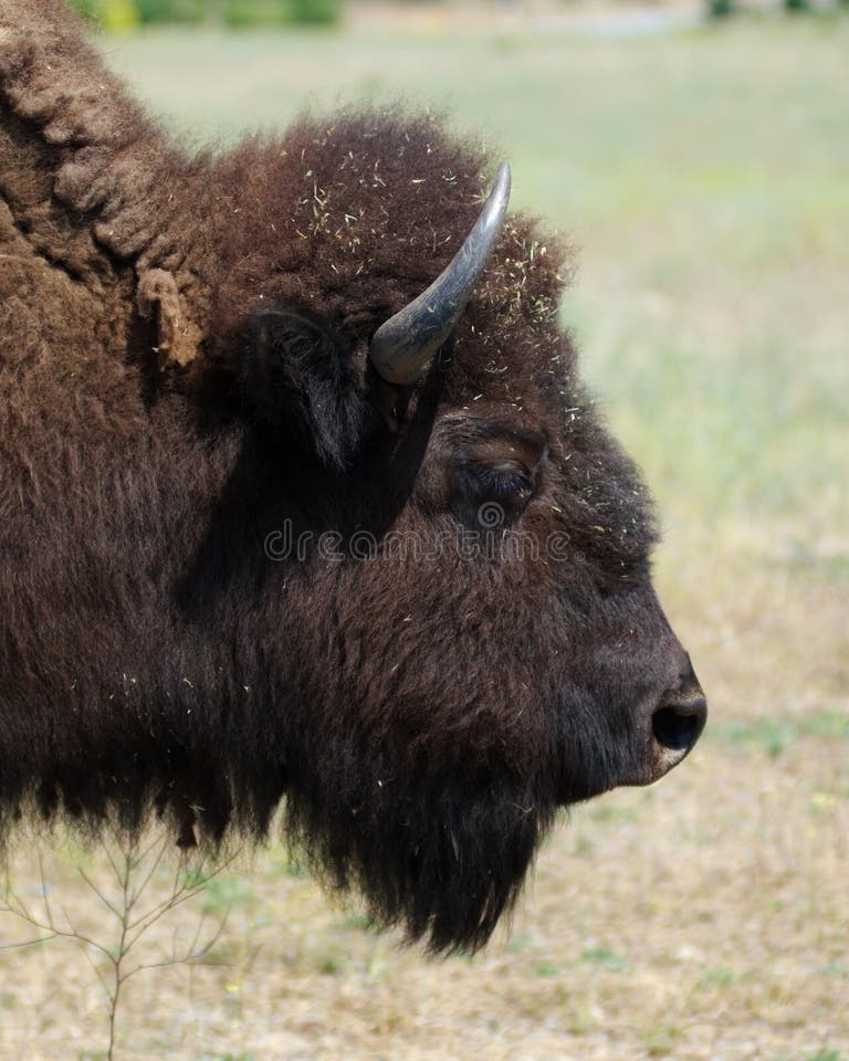 3,020 American Buffalo Head Stock Photos - Free & Royalty-Free Stock ...