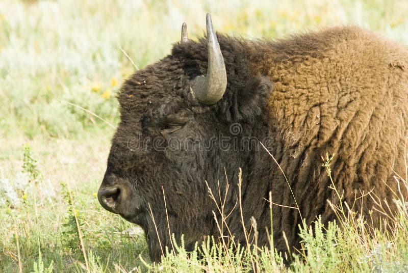 Buffalo head 2 stock image. Image of resting, buffalo - 3532943