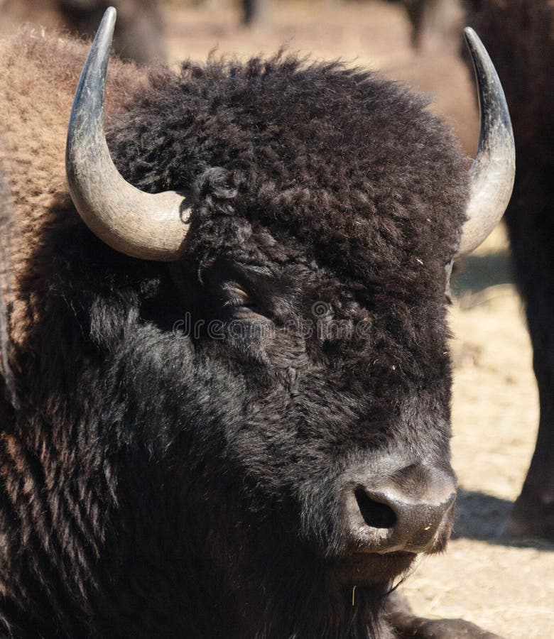 Buffalo Head Stock Photos - Image: 21449843