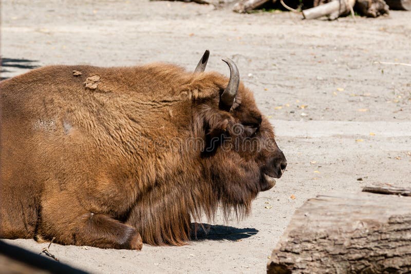 Buffalo head close-up stock photo. Image of plains, buffalo - 90600626