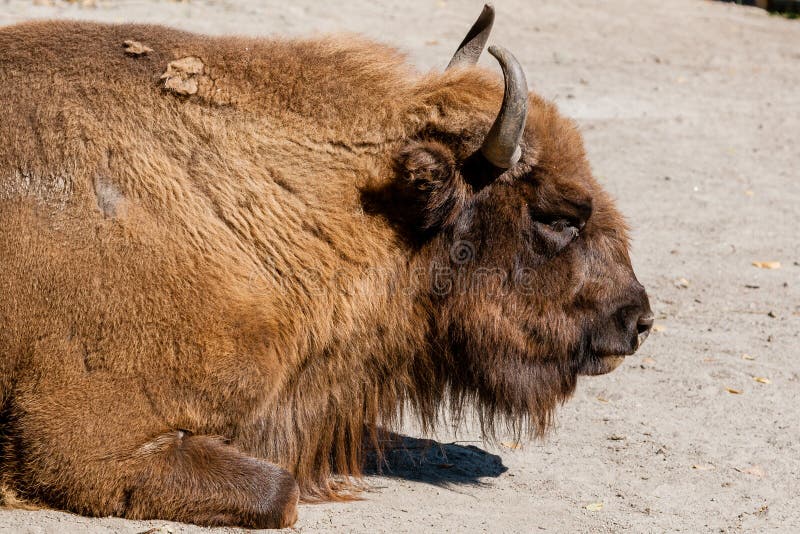 Buffalo head close-up stock photo. Image of close, altai - 90600758