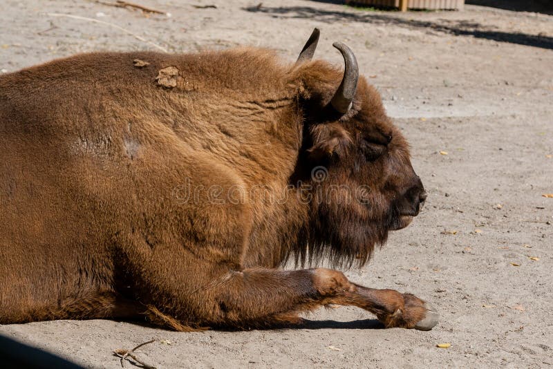 Buffalo head close-up stock image. Image of plains, male - 90600963