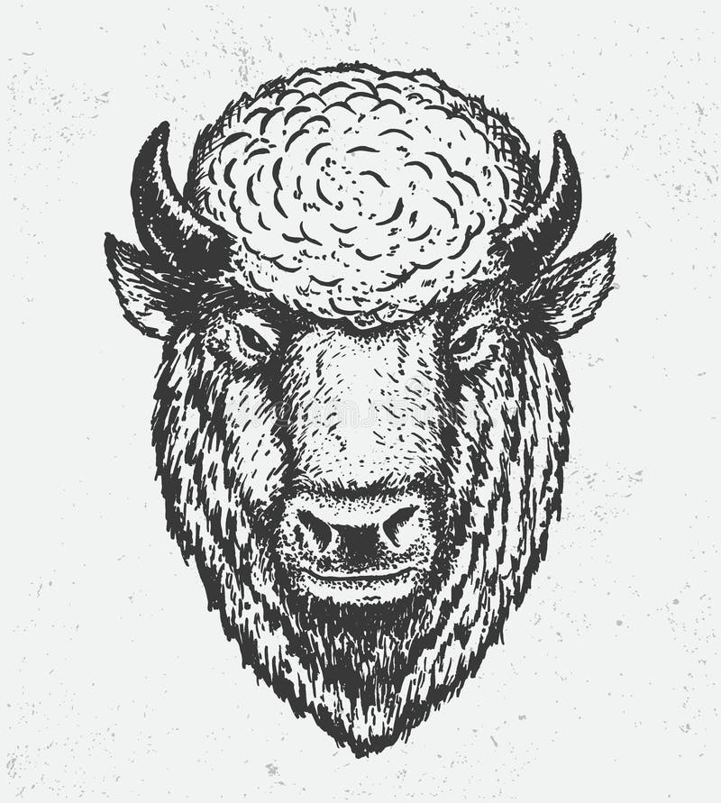 The buffalo head stock vector. Illustration of vector - 129859436