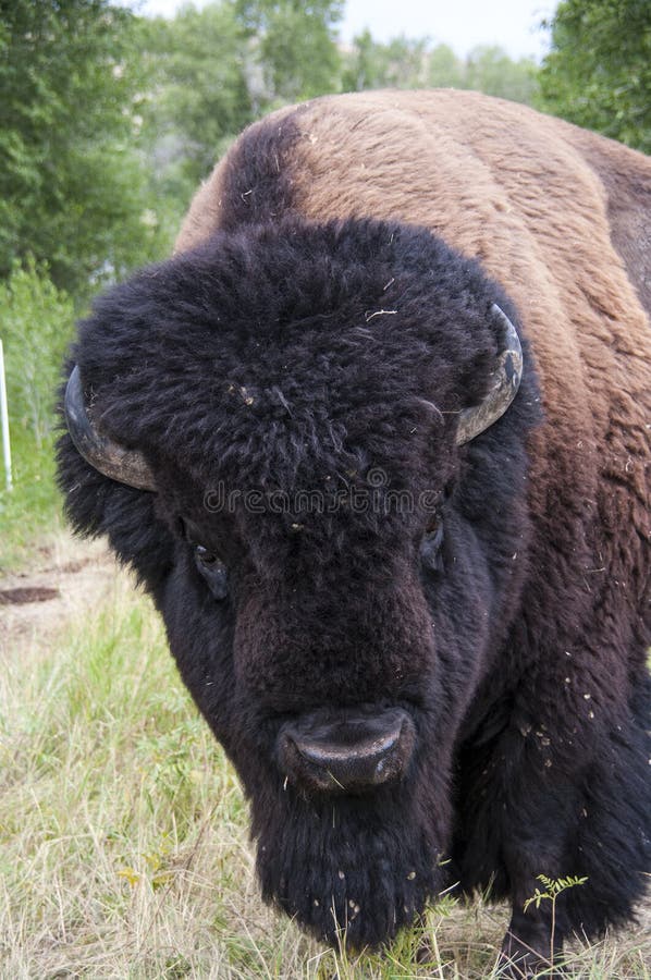 Buffalo Head Horns Animal Wildlife Stock Image - Image of head, ears ...
